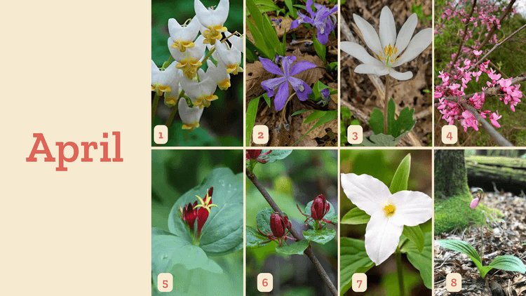 Asheville's Wildflower Bloom Schedule | Explore Asheville